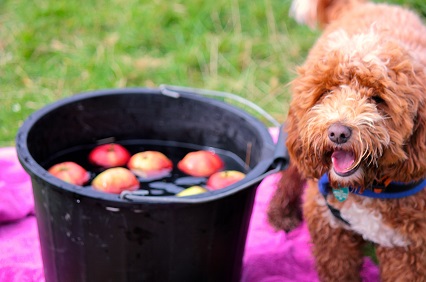 Apple_bobbing_dog - Arnside Silverdale AONB : Arnside Silverdale AONB